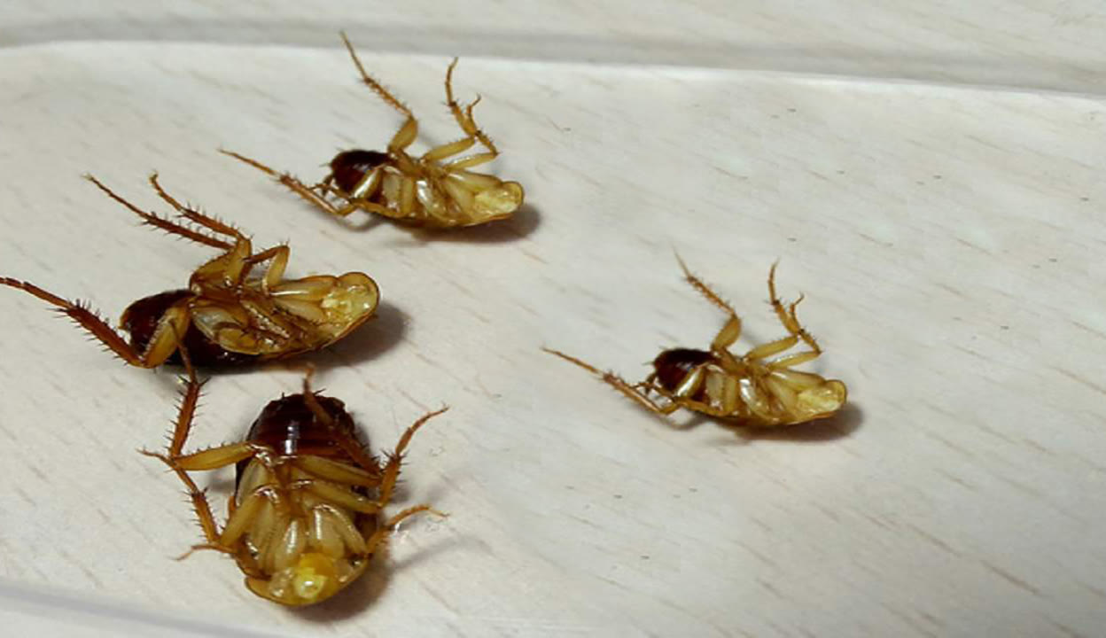 妙招姐视频这才是消灭蟑螂最有效方法蟑螂来一只死一只一晚上就能灭干净 超过8万粉丝643 作品在等你 生活视频 免费在线观看 爱奇艺